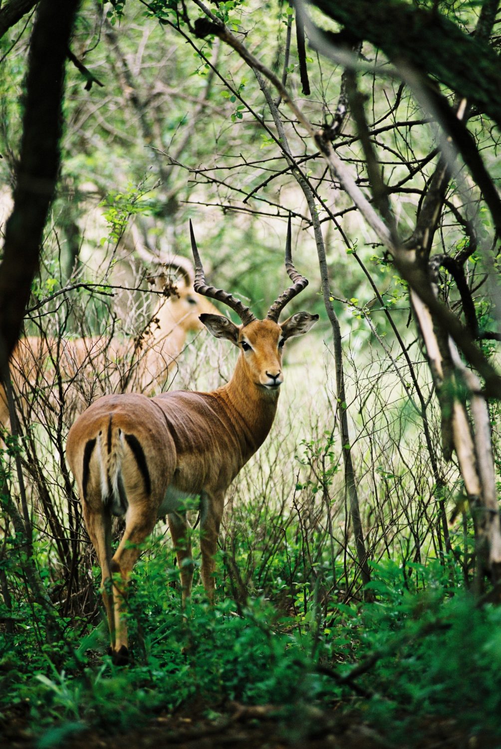 Gallery: Tshwane wildlife – Visit Tshwane