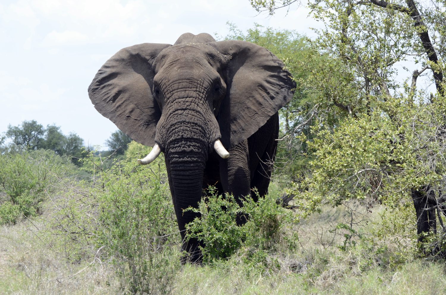 Gallery: Tshwane wildlife – Visit Tshwane