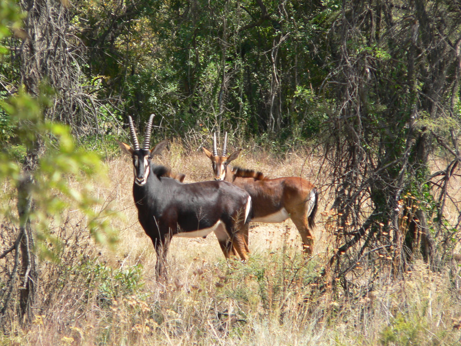 Gallery: Tshwane wildlife – Visit Tshwane